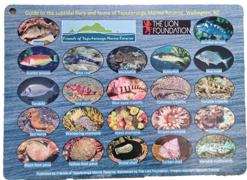 Fish ID Slate - Dive HQ Wellington