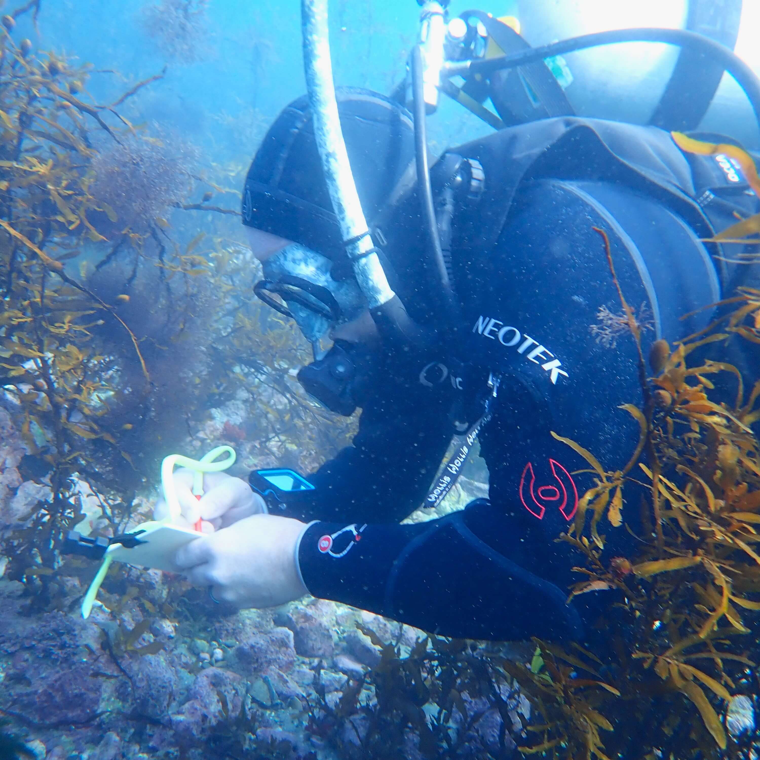 PADI Underwater Naturalist Course | Dive HQ Wellington